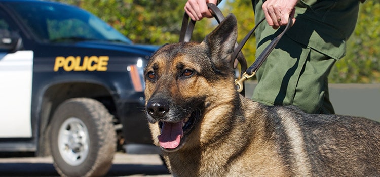 Pathways to Texas Police Officer | All Criminal Justice Schools